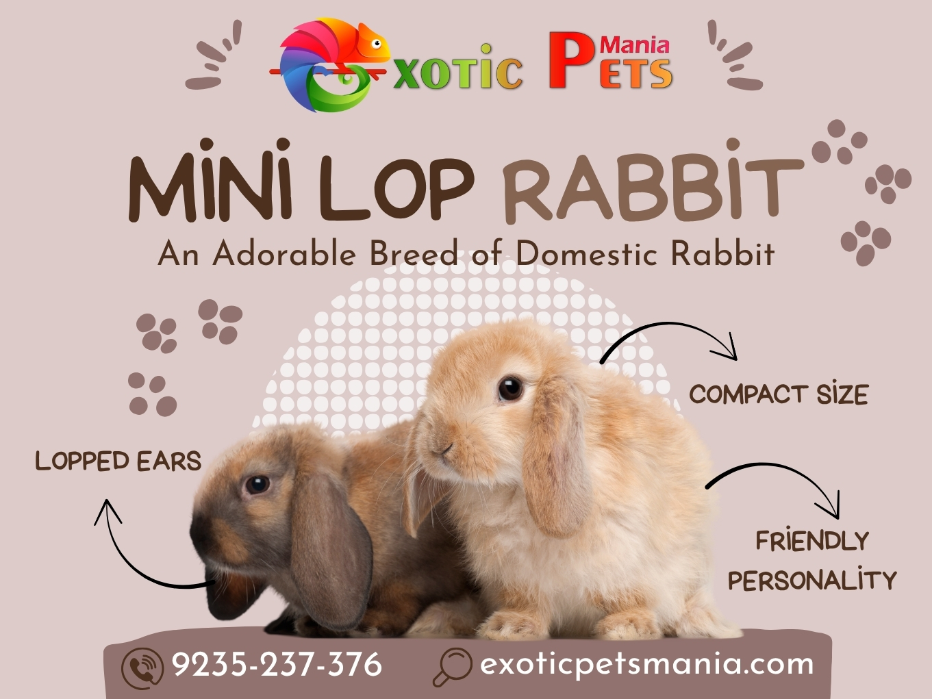 We deal in Lop Rabbits as an exotic pets in kanpur,lucknow,delhi